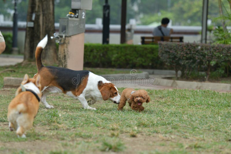 Beagle Dog Playing with Poodle Stock Image - Image of finger, bite ...