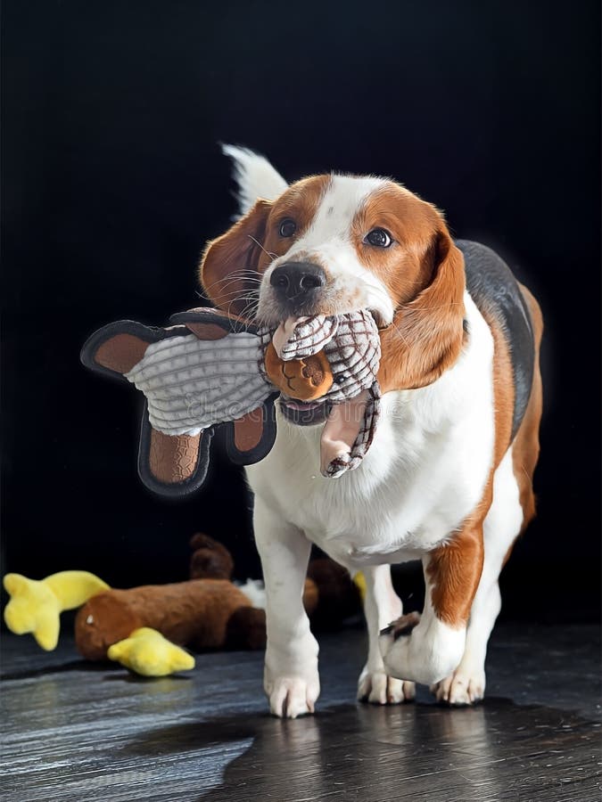 Beagle dog playing toys stock photo. Image of home, friend - 255152298