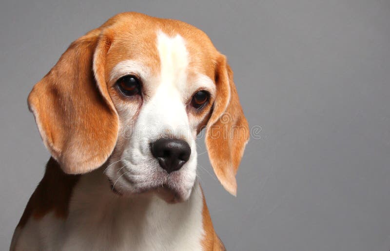 Beagle dog portrait stock image. Image of background - 161613747