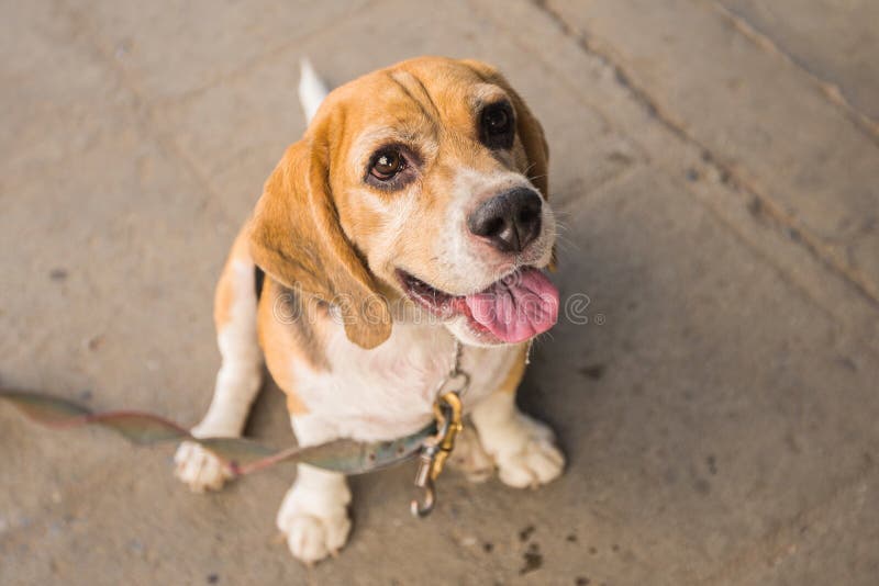 Beagle dog stock image. Image of waiting, face, housekeeper - 77088483