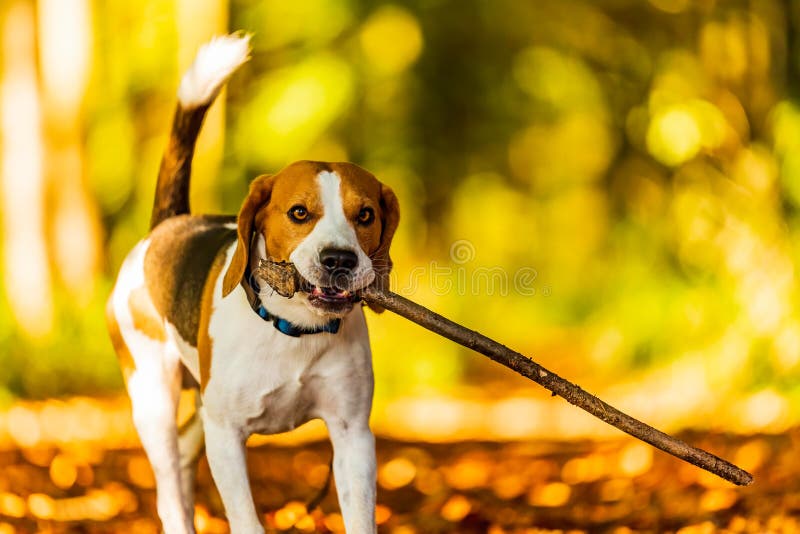 Beagle Dog Portrait in Forest. Dog Fetching a Stick Stock Photo - Image ...