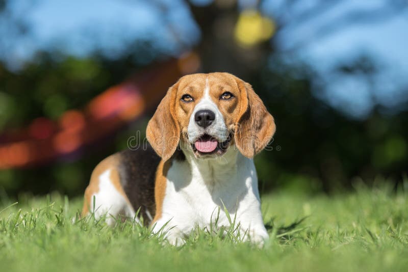 Beagle dog portrait stock image. Image of resting, beagle - 70084541