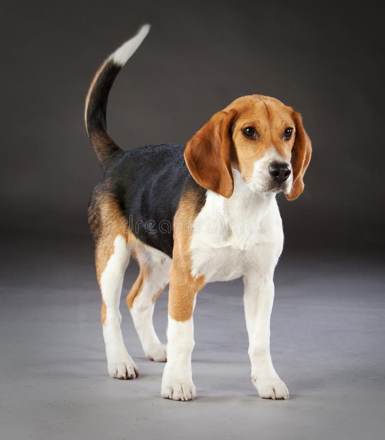 Beagle dog portrait stock image. Image of friend, funny - 84254377