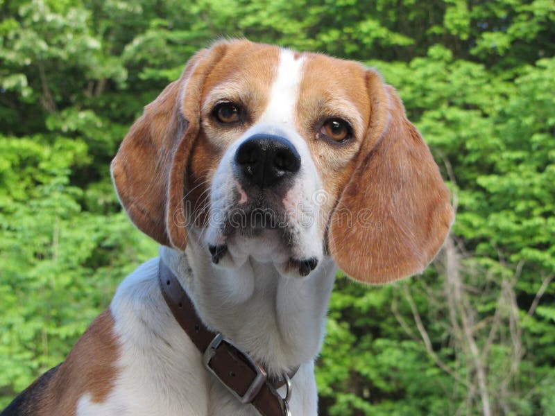Beagle dog portrait stock photo. Image of hound, wallpaper - 47628960