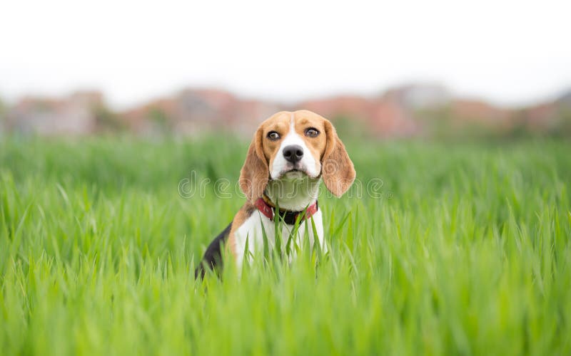 Beagle dog portrait stock image. Image of canine, exterior - 53361389
