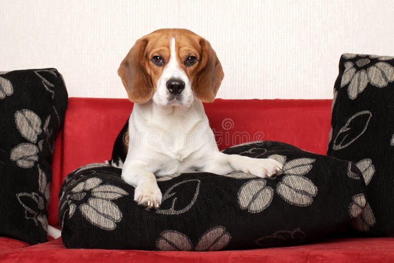 Beagle dog on red sofa stock image. Image of breed, brown - 23972187