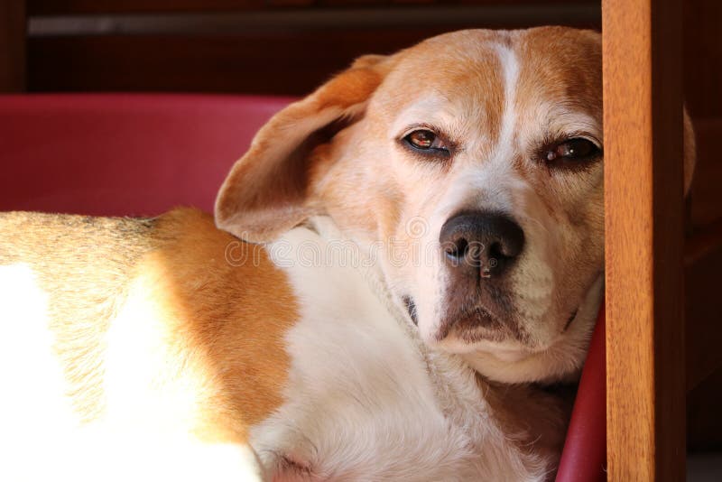 Beagle Dog Relaxed in His Basket Stock Photo - Image of basket, relaxed ...