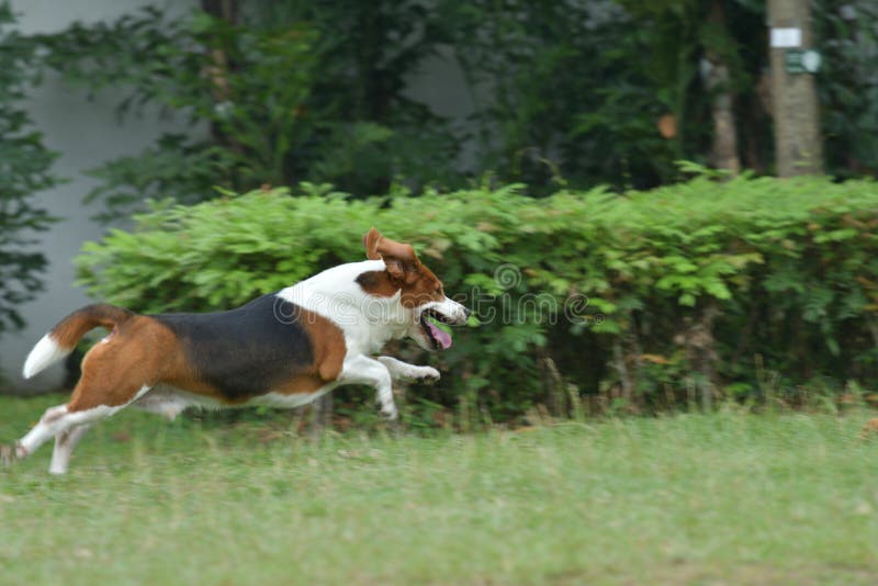 Beagle dog run jump bounce stock photo. Image of colors - 260704280