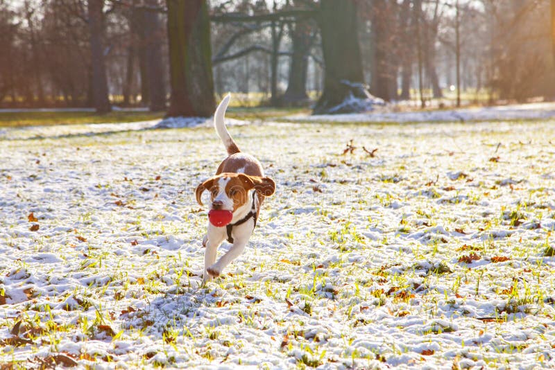 Beagle Dog Running with Ball Stock Photo - Image of adorable, mammal ...