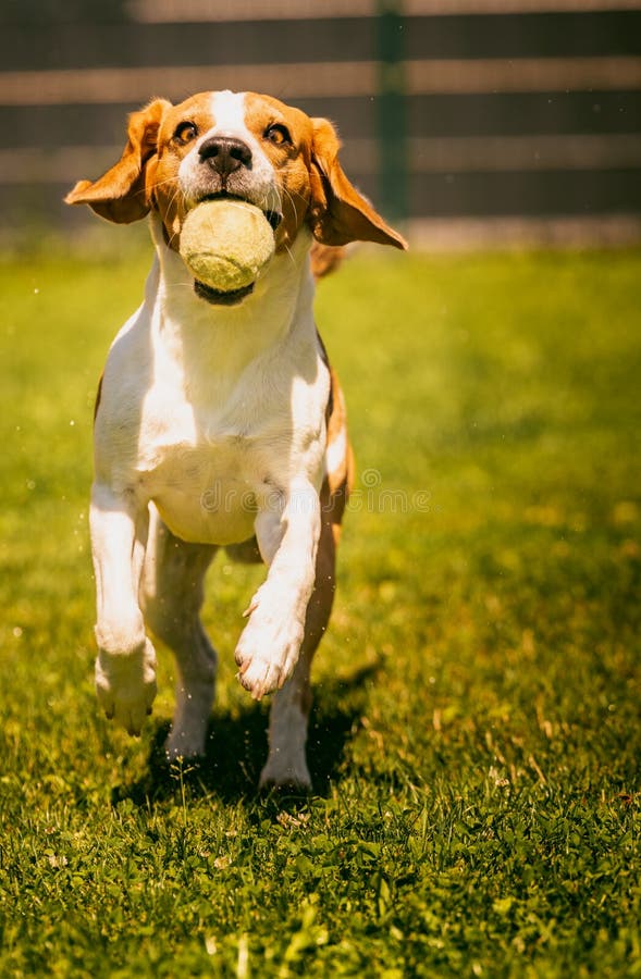 Beagle Dog Running on the Lawn Fast Towards Camera. Jumping and Flying ...
