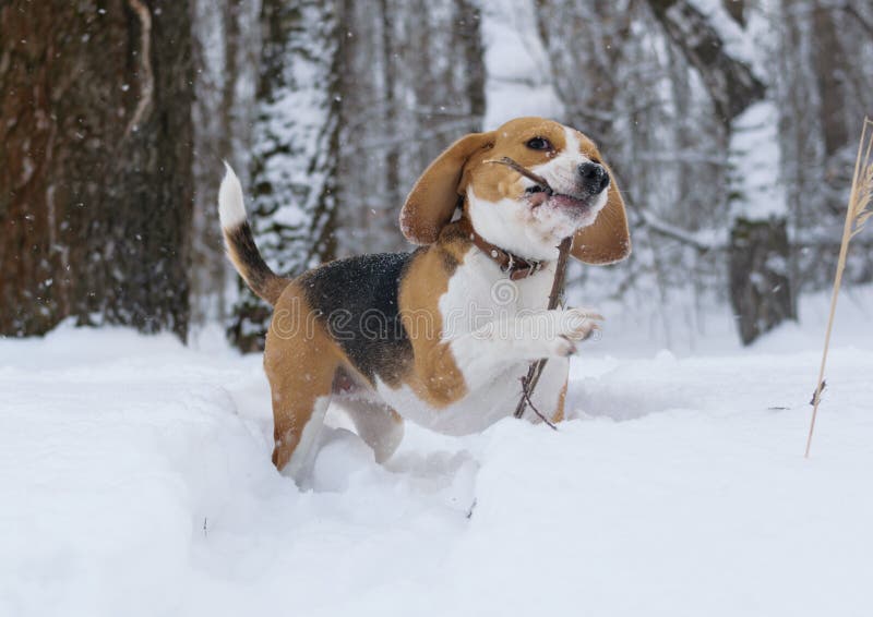 Beagle Dog Running in the Snow Stock Image - Image of adorable, enjoy ...