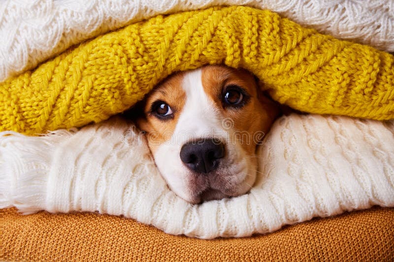 The Beagle Dog S Head is in a Stack of Folded Knitted Sweaters or ...