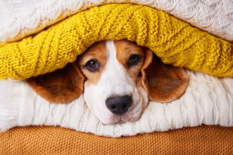 The Beagle Dog S Head is in a Stack of Folded Knitted Sweaters or ...