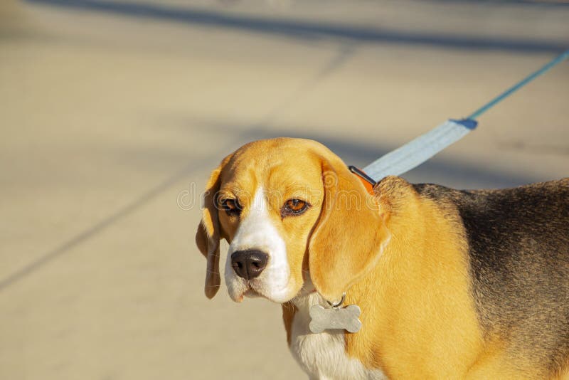 A Beagle Dog on a Short Leash in an Urban Environment. Stock Image ...