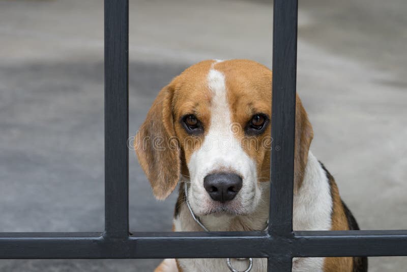 Beagle dog stock image. Image of mammal, door, closeup - 61016801