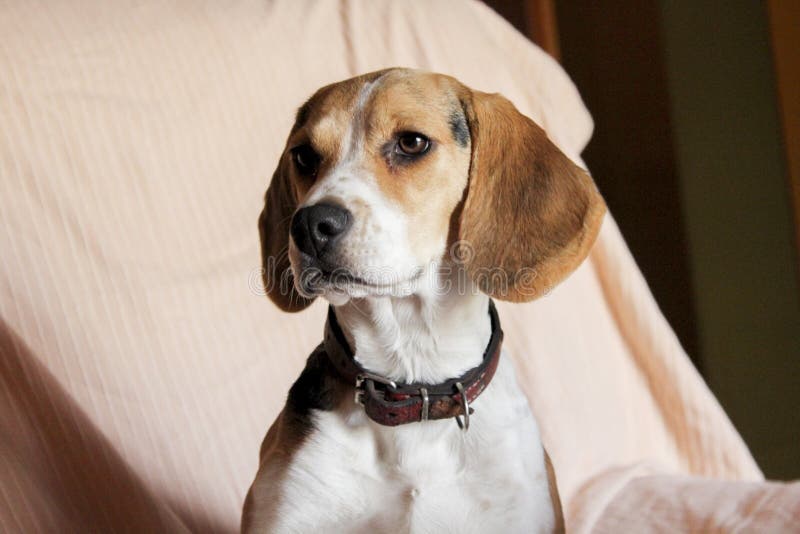 Beagle Dog Sit in a Sofa Yawning Stock Photo - Image of yawn, beagle ...