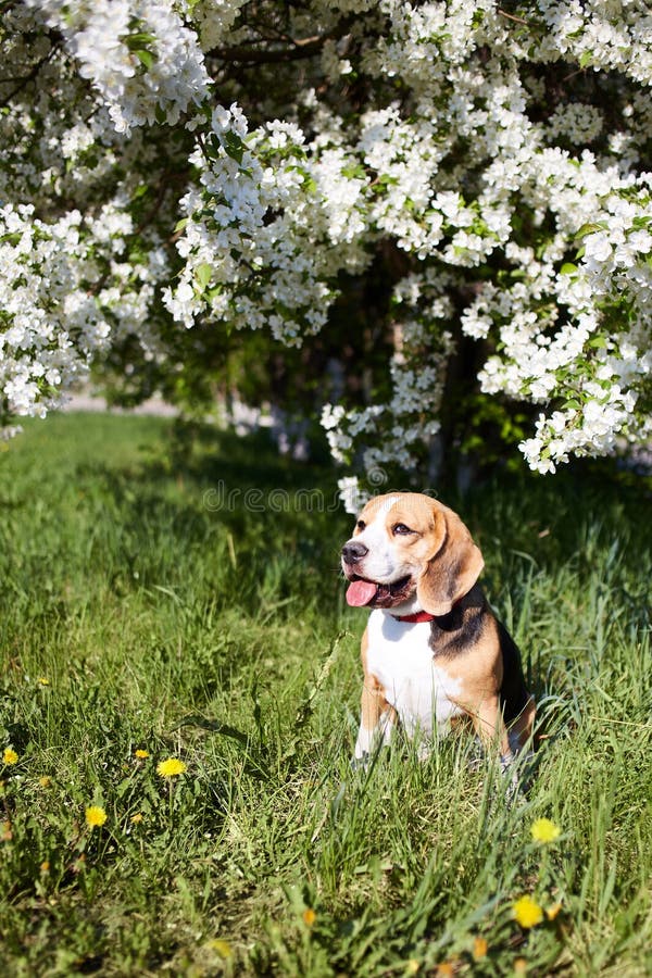A Beagle Dog Sits on the Grass with Dandelions in a Sunny Clearing ...