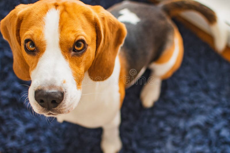 Beagle Dog Sits Looking Up Towards the Camera Stock Photo - Image of ...