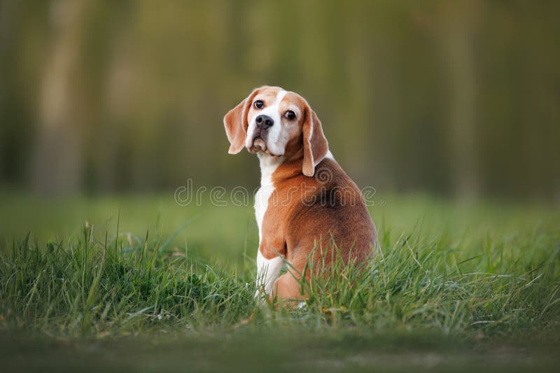 Beagle Dog Sitting on Green Grass, Turning Head To Look Back Stock ...