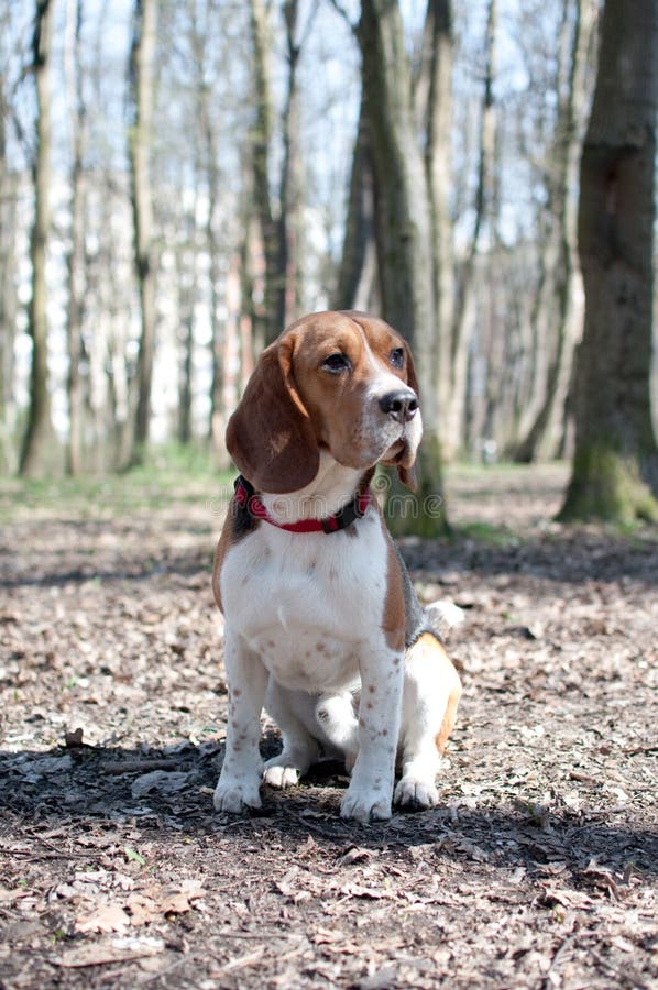 Beagle Dog stock photo. Image of ears, straight, puppy - 45874340