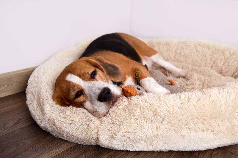 Beagle Dog Sleeping on Soft Dog Bed Stock Image - Image of friendly ...