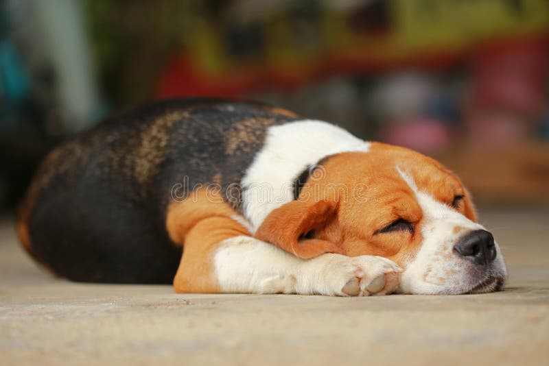 Beagle Dog Sleeping and Take Some Rest Stock Image - Image of dreamy ...