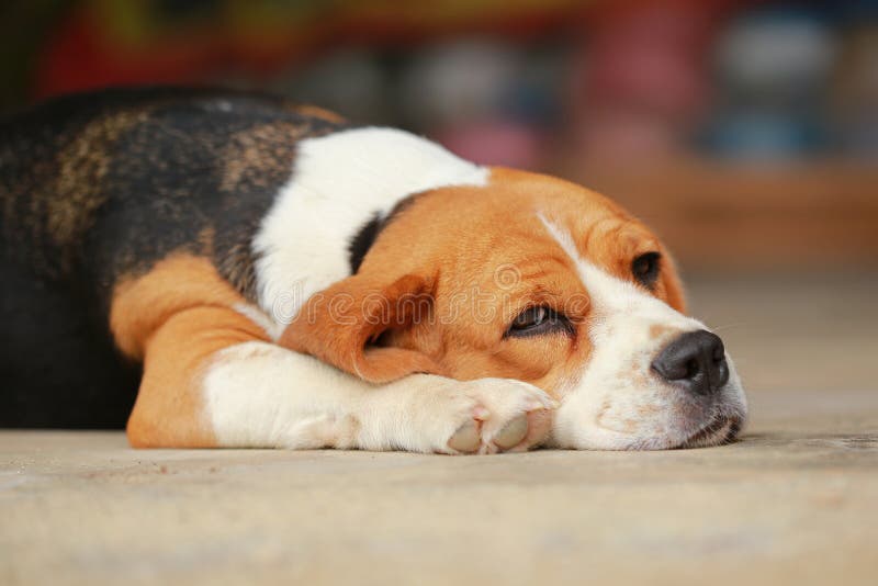 Beagle Dog Sleeping and Take Some Rest Stock Image - Image of purebred ...