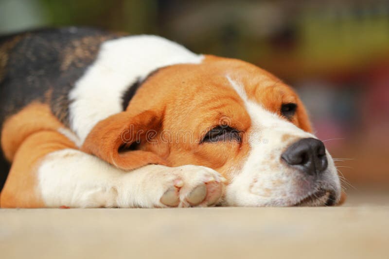 Beagle Dog Sleeping and Take Some Rest Stock Photo - Image of brown ...