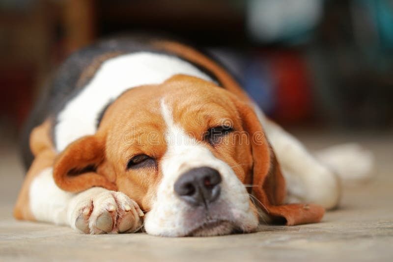 Beagle Dog Sleeping and Take Some Rest Stock Image - Image of mammals ...