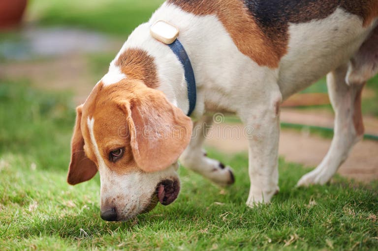Beagle Dog with Smart Collar Stock Image - Image of happy, cute: 346636763