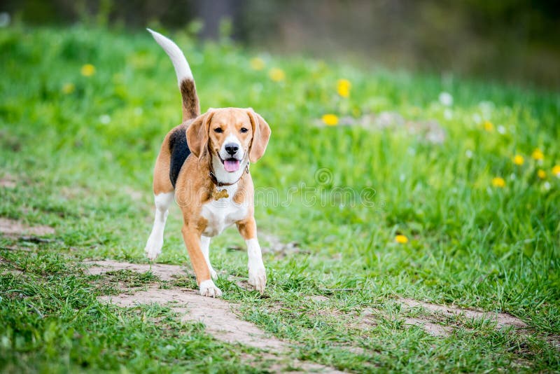 Smiling Beagle stock image. Image of dogs, animal, beagle - 58279363