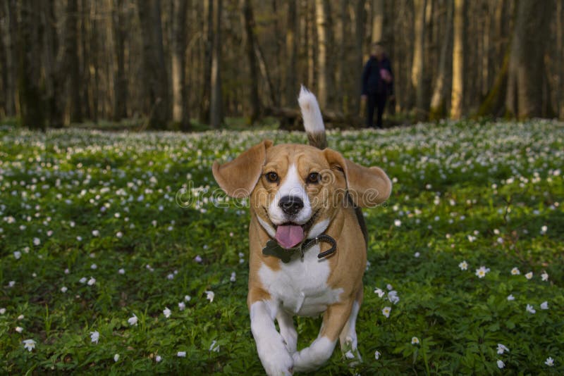 A Beagle Dog in a Spring Forest Runs Away from Its Owner, Surrounded by ...