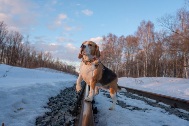 Beagle Dog in Spring Park at Sunset Stock Photo - Image of hunter ...