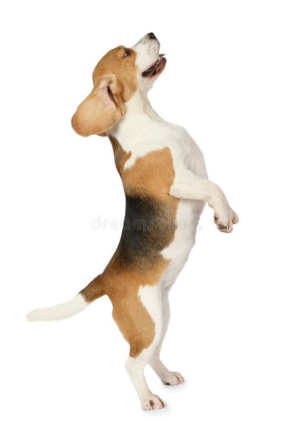 Beagle on Hind Legs Begging Stock Image - Image of pretty, pups: 13177347