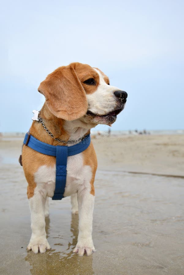 Beagle stock photo. Image of hunts, strong, beauty, animals - 52779716