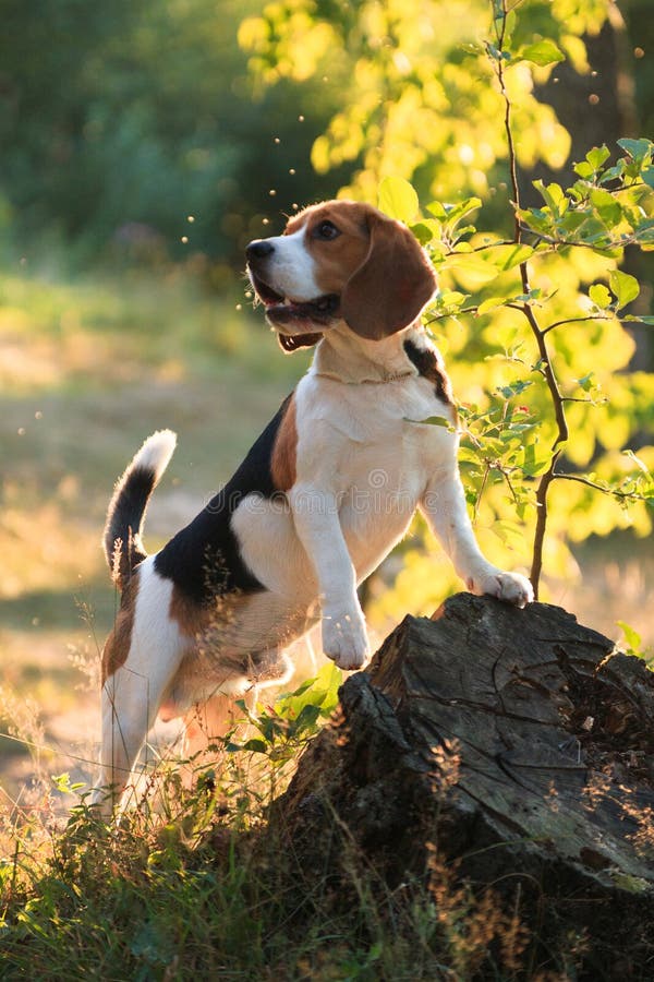 Beagle dog on a stump stock photo. Image of nature, fauna - 160097828