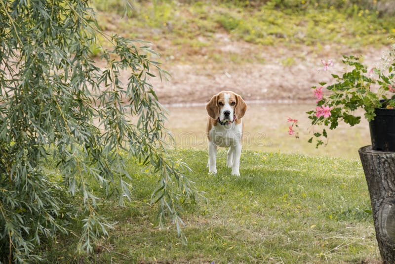 A beagle in the garden. stock photo. Image of crazy - 388146690