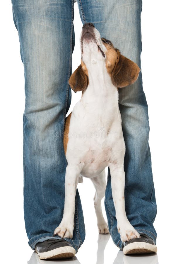 Beagle stock photo. Image of adult, trick, isolated, looking - 48718718