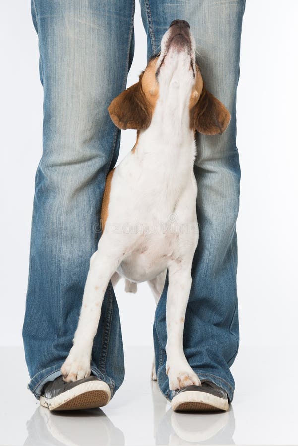 Beagle stock image. Image of pedigree, stands, school - 48718761