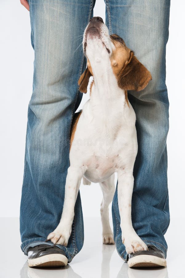 Beagle stock image. Image of looking, beagle, breed, legs - 48718803