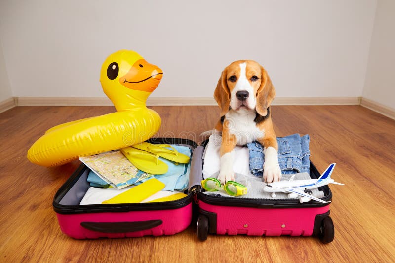 A Beagle Dog at a Suitcase with Things and Items for a Summer Vacation ...