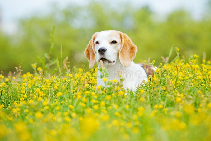 Beagle Dog in Summer Flower Field Stock Image - Image of cute, adult ...