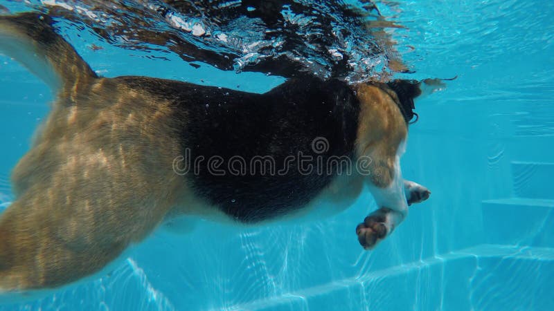 Beagle Dog Swimming in Pool with Underwater View Stock Video - Video of ...
