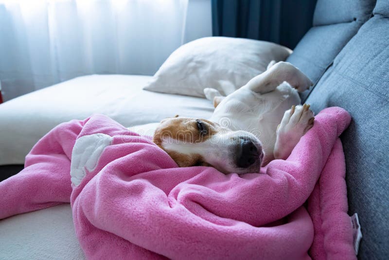 Beagle Dog Taking a Nap on Sofa on Pink Baby Blanket. Stock Photo ...