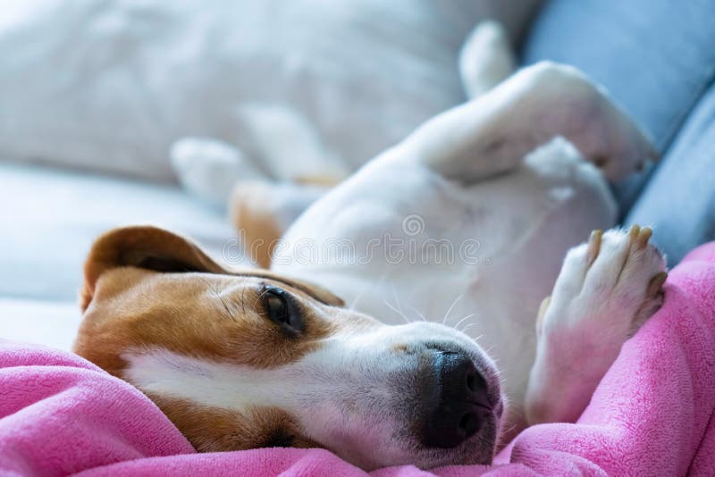 Beagle Dog Taking a Nap on Sofa on Pink Baby Blanket. Stock Image ...
