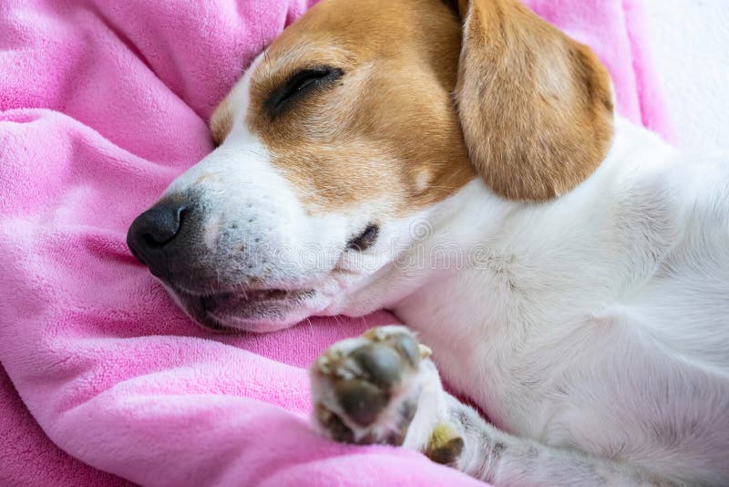 Beagle Dog Taking a Nap on Sofa on Pink Baby Blanket. Stock Photo ...