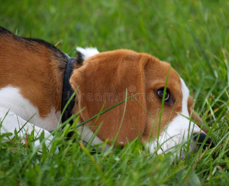 Beagle Dog / Time Out stock photo. Image of lawn, lonely - 255374