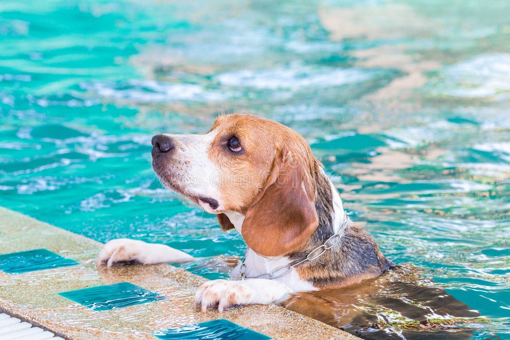 Beagle Dog Waiting for Swimming in the Pool Stock Image - Image of ...