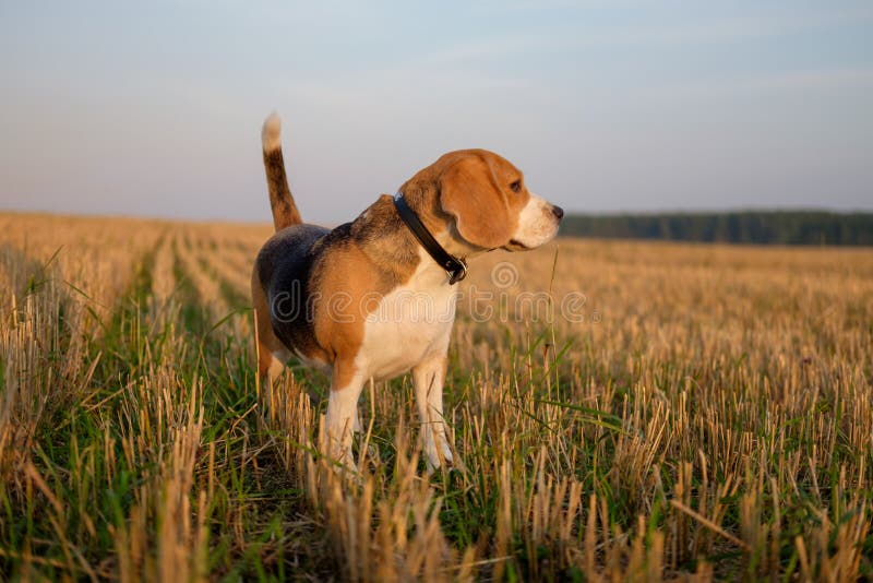 Beagle Dog on a Walk Early in the Morning Stock Photo - Image of animal ...