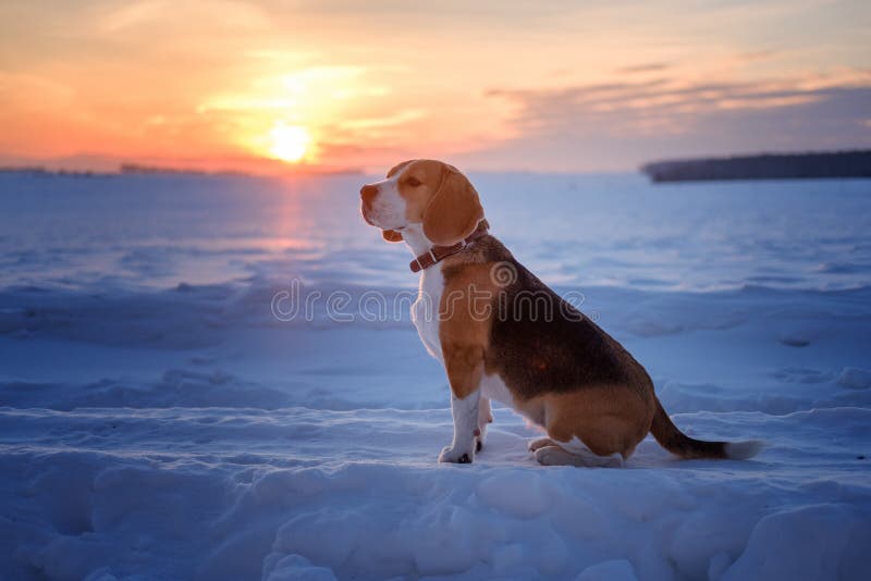 Beagle Dog on a Walk at Sunset on a March Evening Stock Image - Image ...